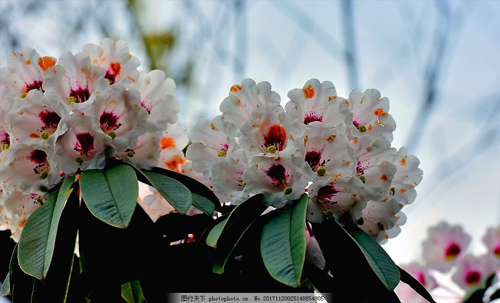 瓦屋山高山杜鹃图片_花草树木_自然风景-图行天下素材网
