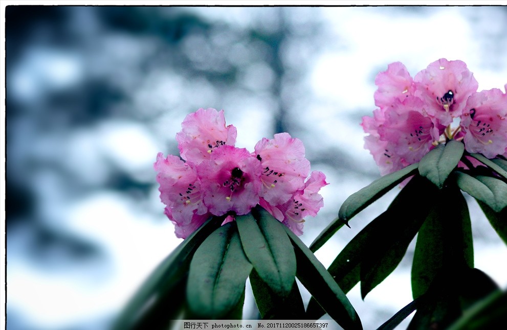 瓦屋山高山杜鹃银叶粉红图片_花草树木_自然风景-图行天下素材网